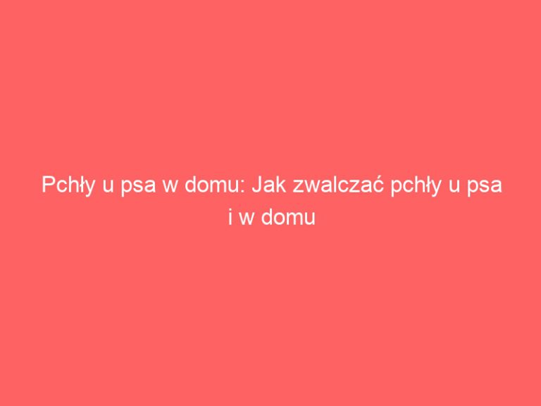 Pchły u psa w domu: Jak zwalczać pchły u psa i w domu - dla-psa.com.pl